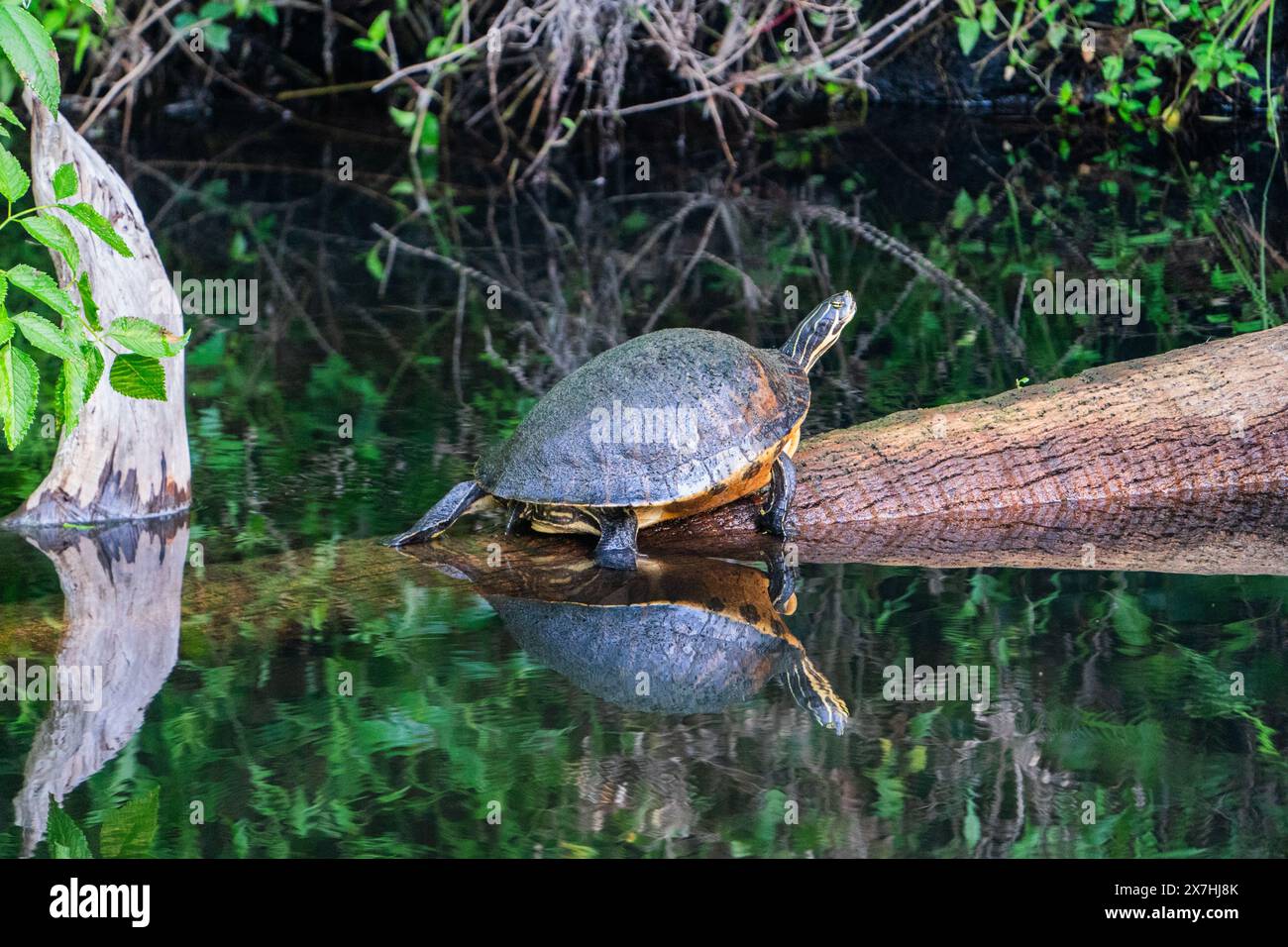 Turtle resting on a log Stock Photo - Alamy