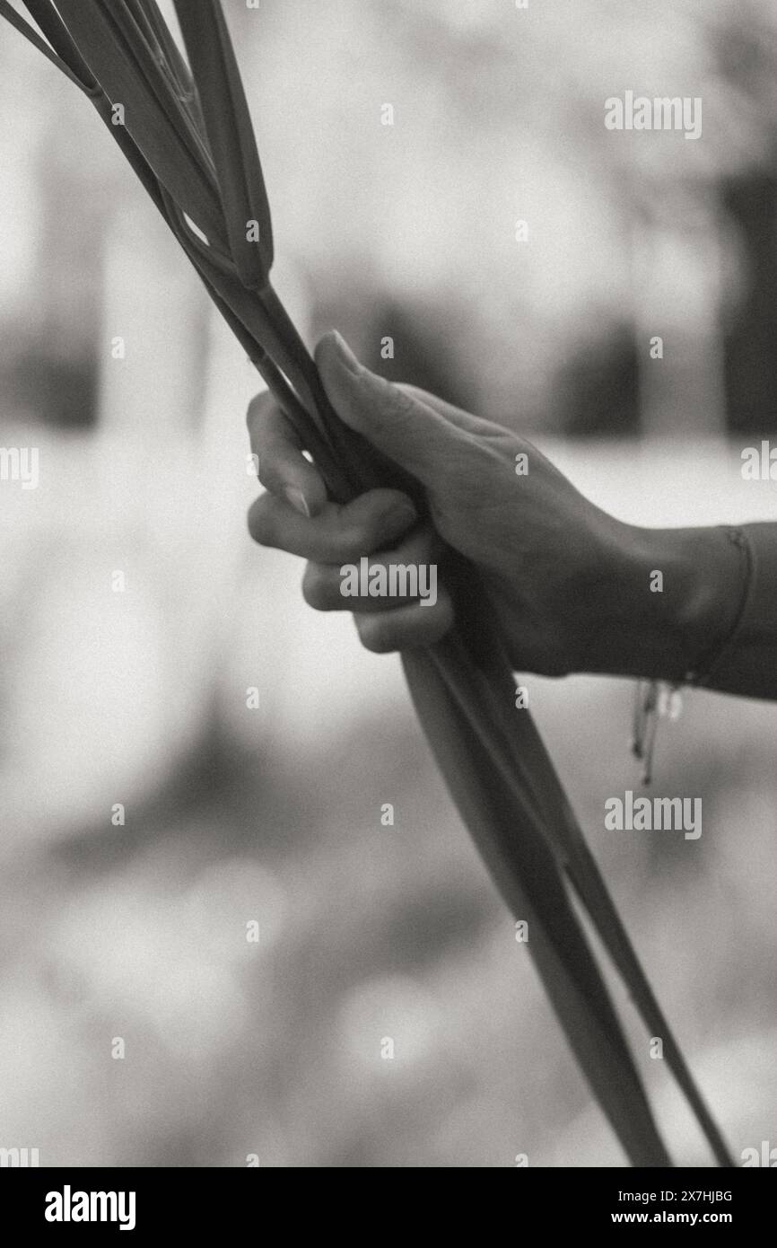 Womans hand holding reed Stock Photo - Alamy