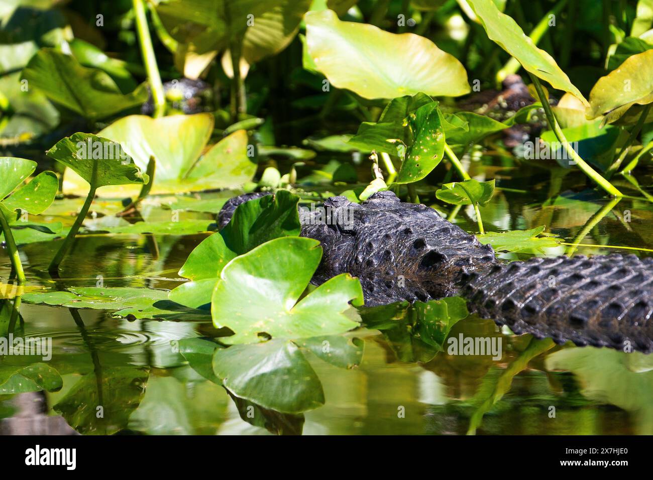 Friendly family watching interesting hi-res stock photography and ...