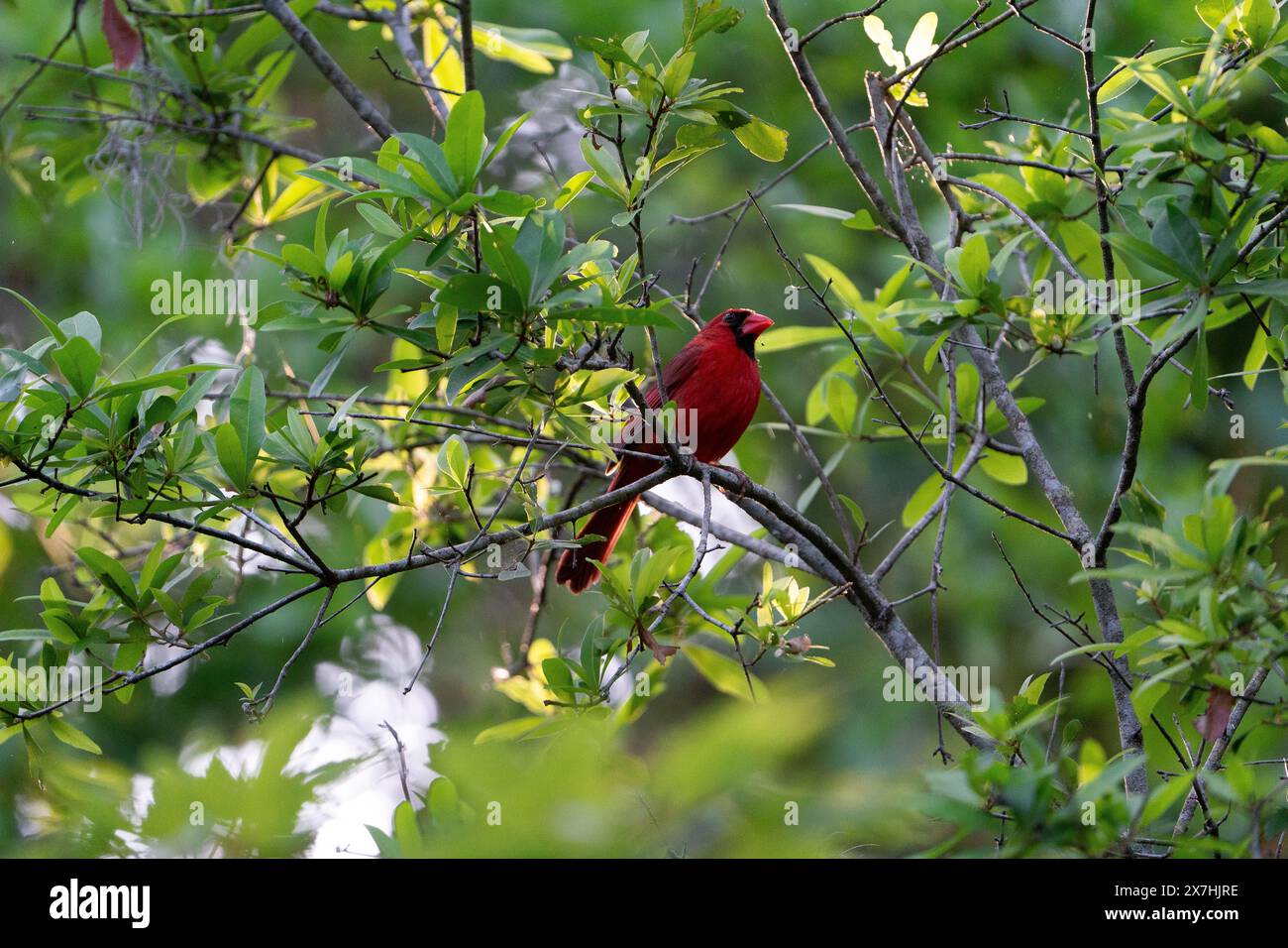 Macro cardinal bird photography hi-res stock photography and images - Alamy