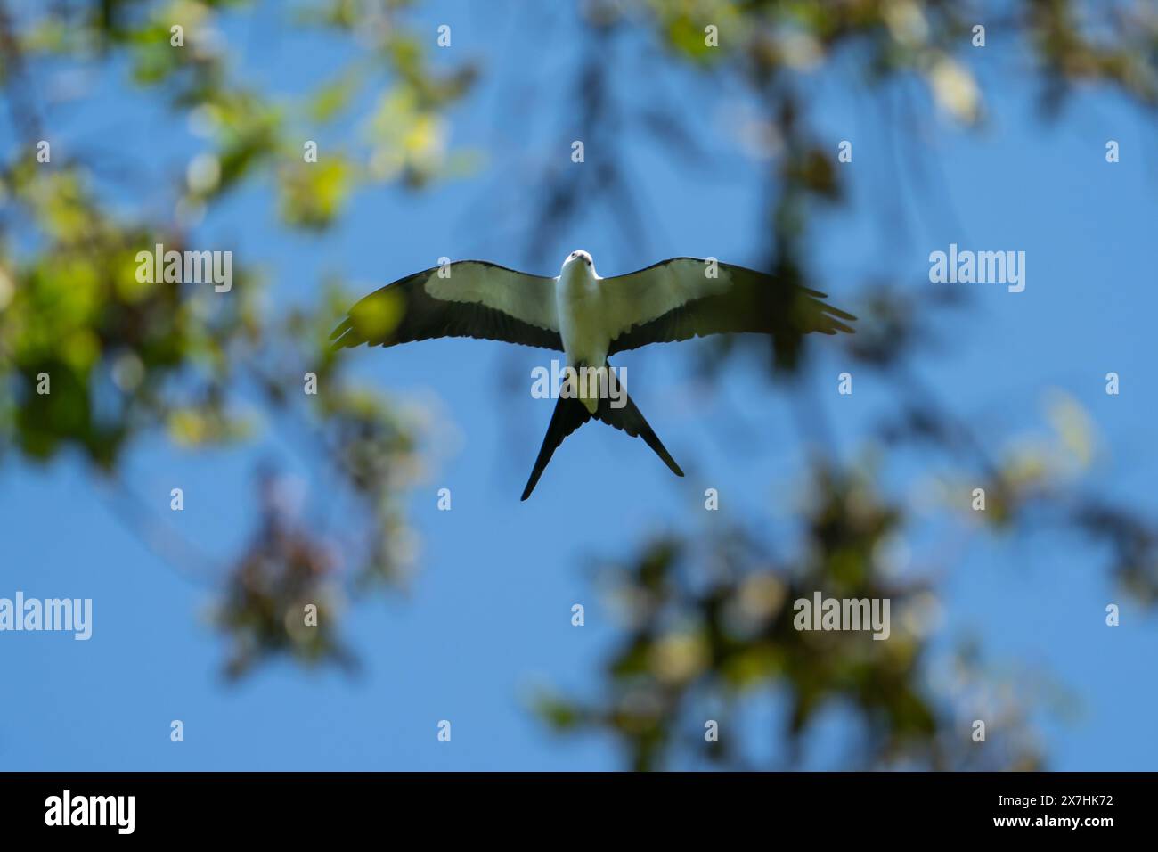 Bird flying above trees hi-res stock photography and images - Alamy