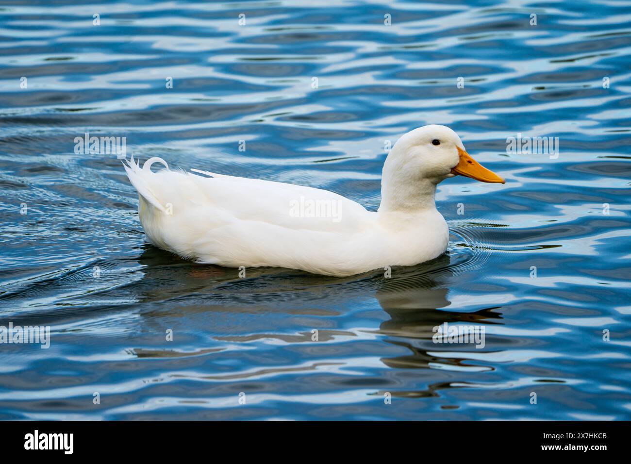 Duck swimming in water Stock Photo - Alamy