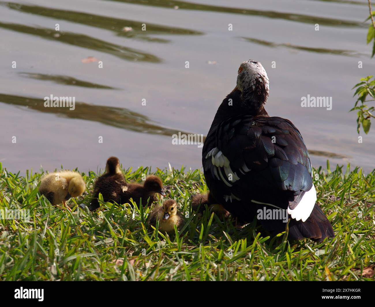 Family of ducks by a pond. One little duck paying attention. Concept of ...