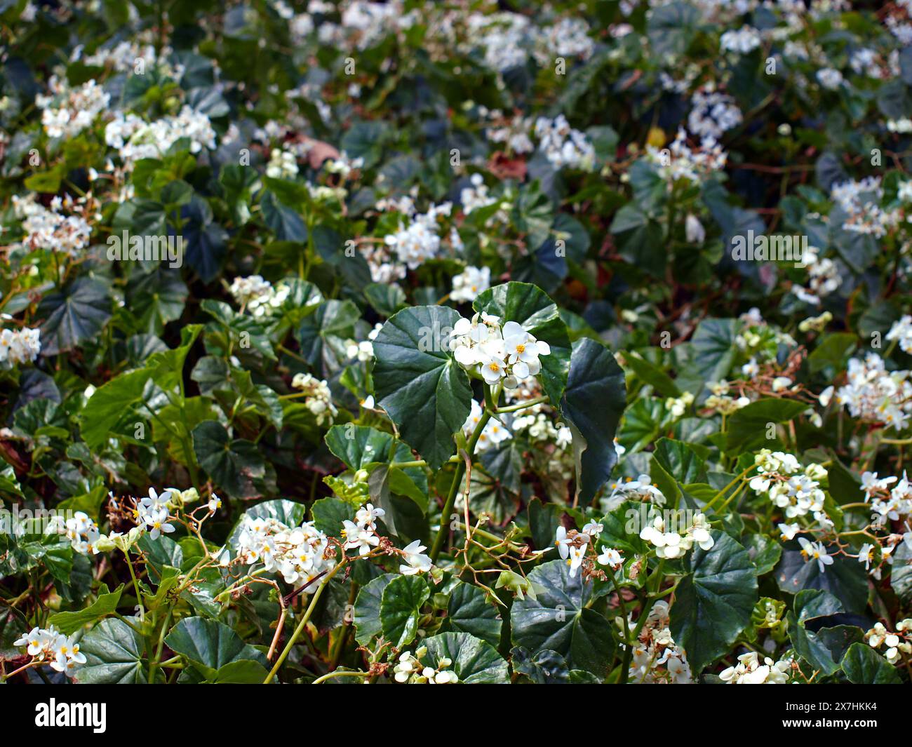 Flowering Lilypad begonia (Begonia nelumbiifolia) in a garden Stock ...