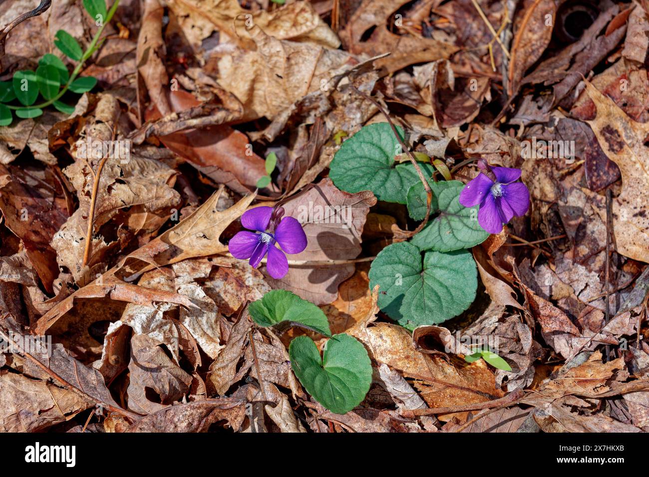 Violets with purple tiny flowers with round foliage is one of the first ...