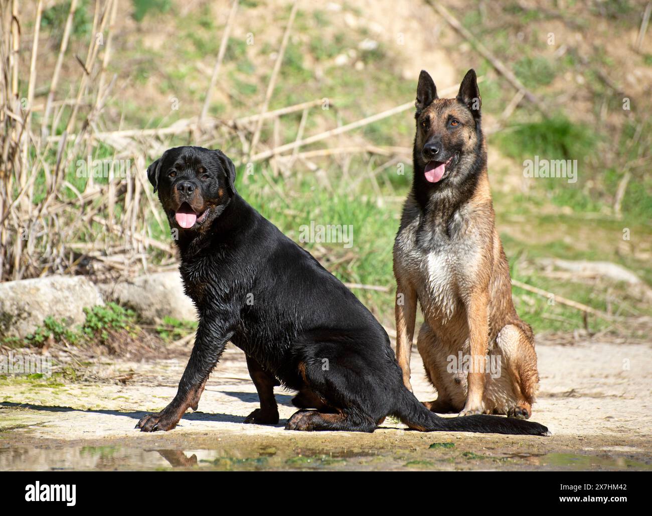 portrait of a purebred rottweiler and malinois in nature Stock Photo ...