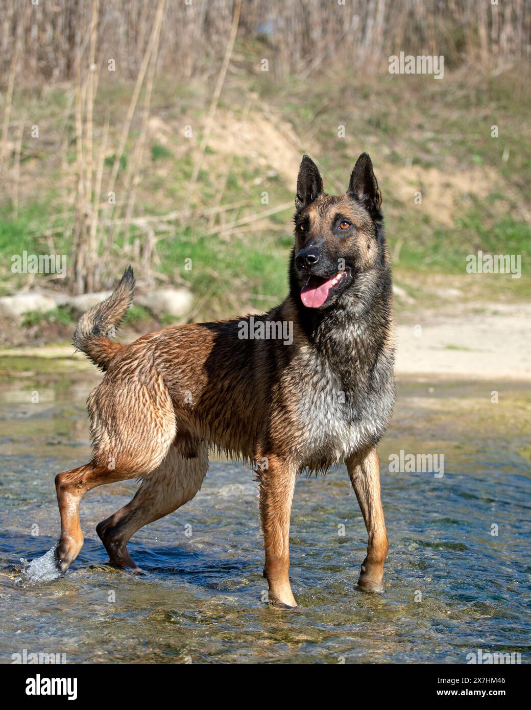 picture of a purebred belgian sheepdog malinois in the river Stock ...