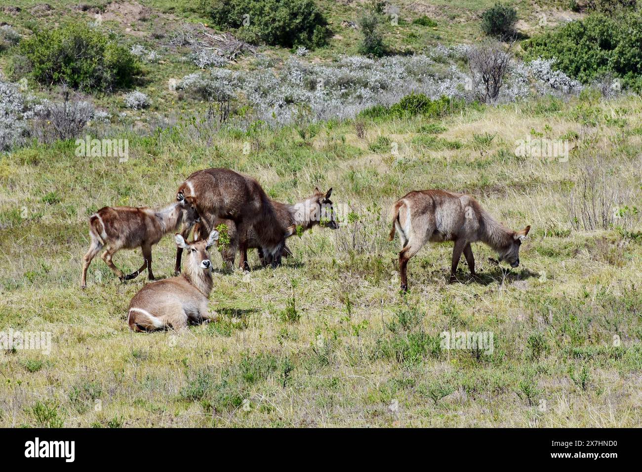 Waterbuck, Botlierskop Game Reserve, Little Brak River, Western Cape ...