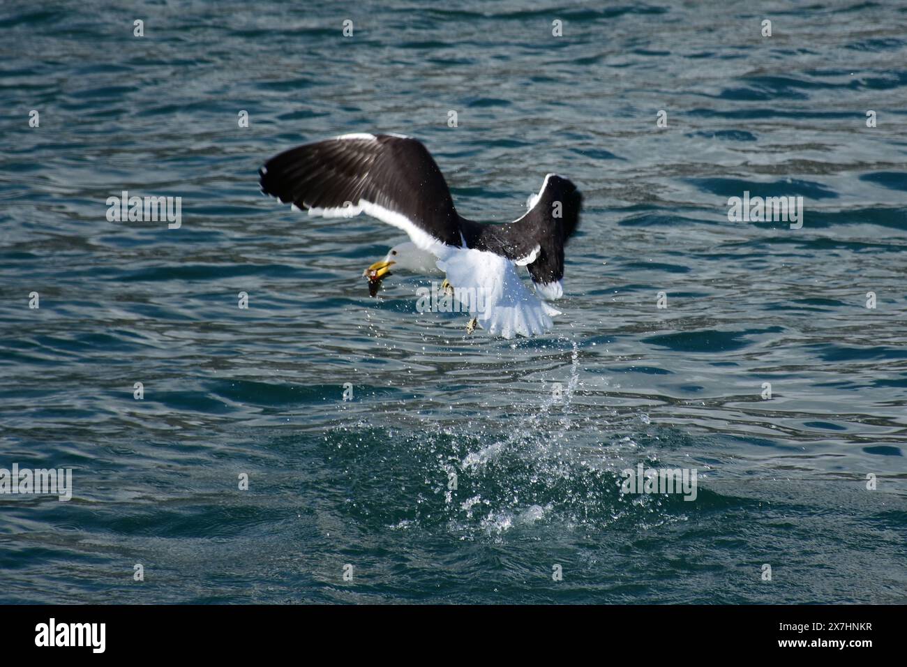 Cape Gull Catching Fish, Hout Bay, Western Cape, South Africa Stock ...