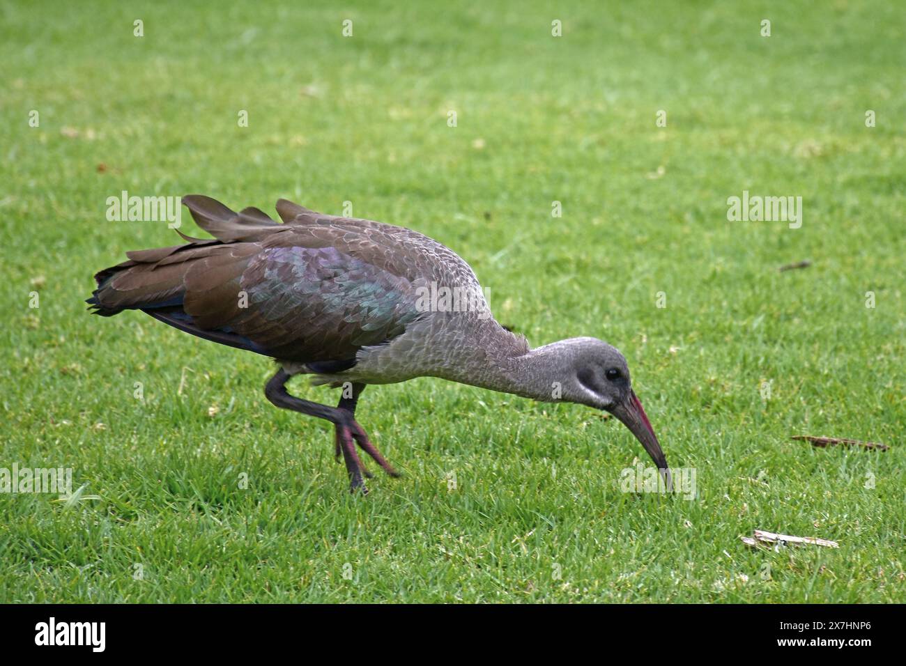 Hadada Ibis, Kirstenbosch Botanical Garden, Cape Town, South Africa ...