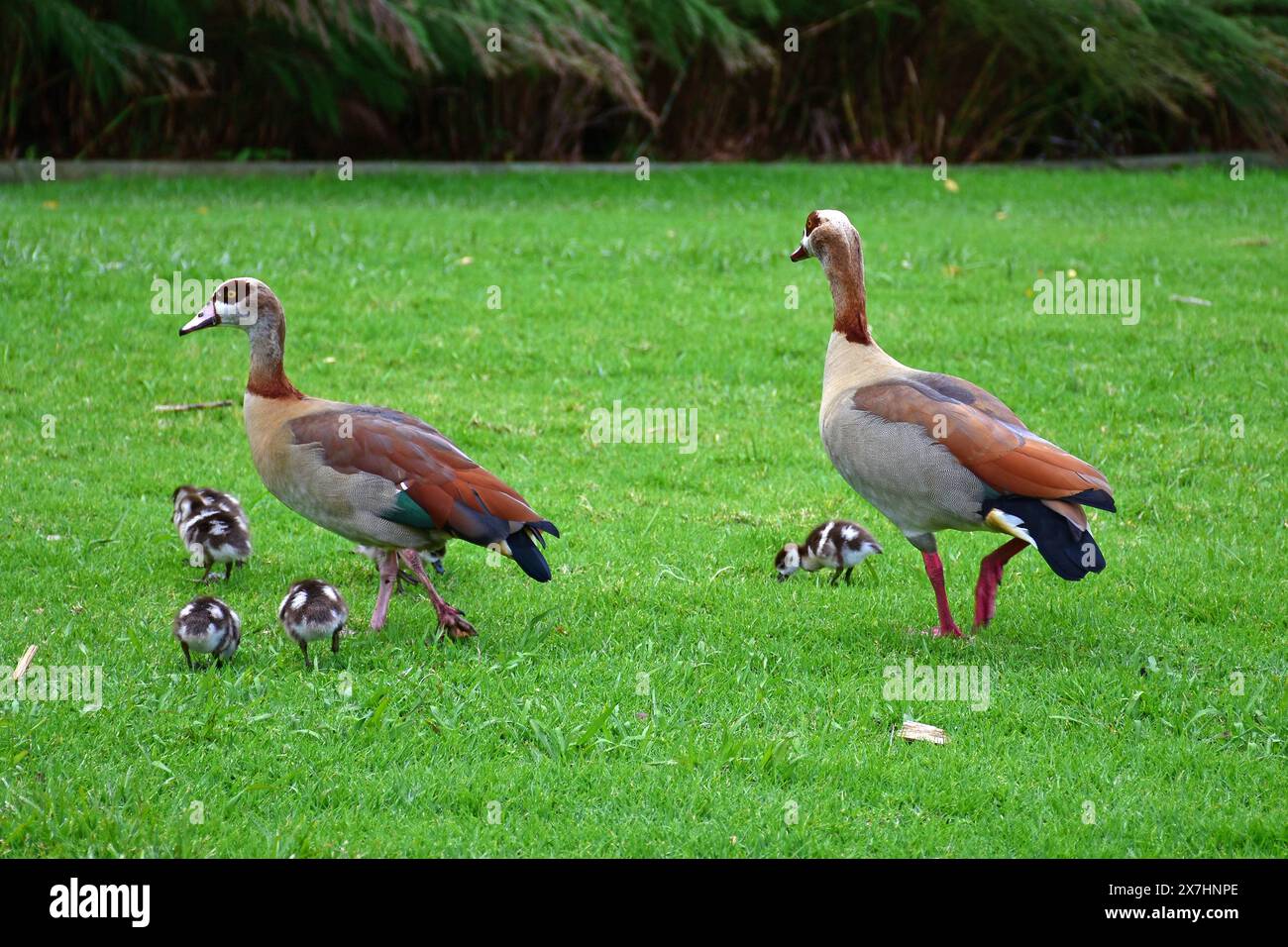 Egyptian Geese, Kirstenbosch Botanical Garden, nr Cape Town, South ...