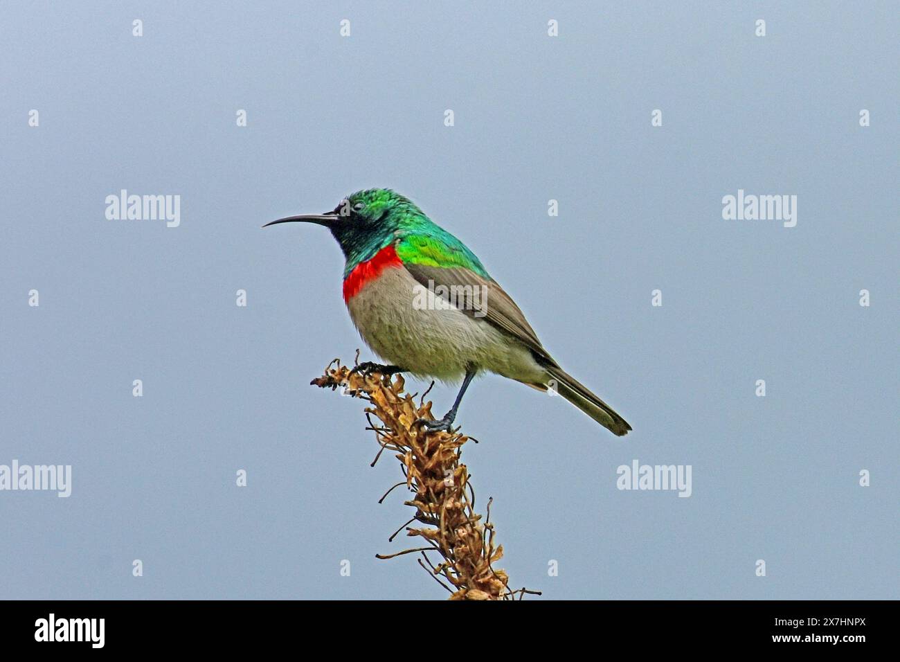 Southern double-collared sunbird, Kirstenbosch Botanical Garden nr Cape ...