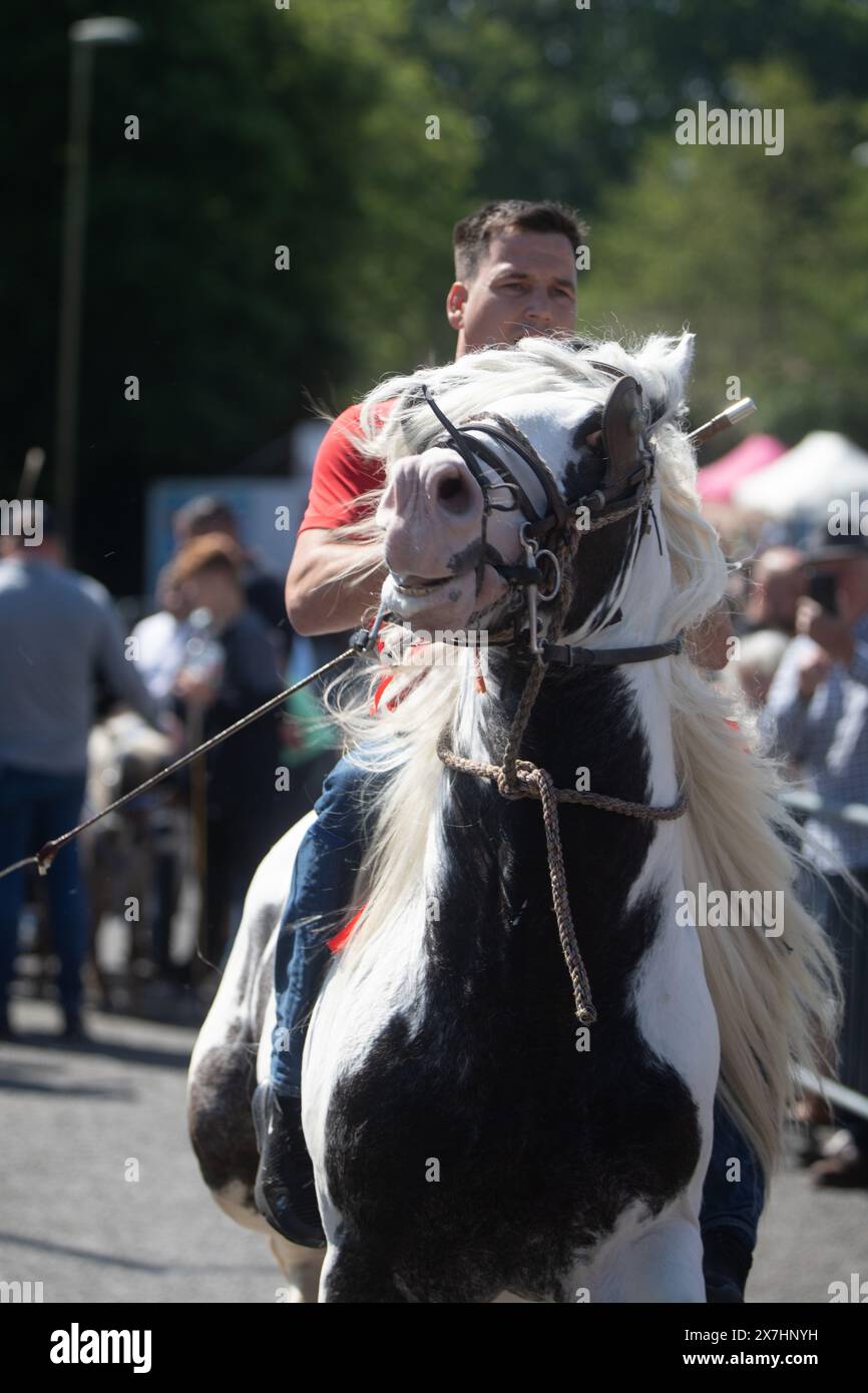 Wickham Horse Fair 2024 Stock Photo - Alamy