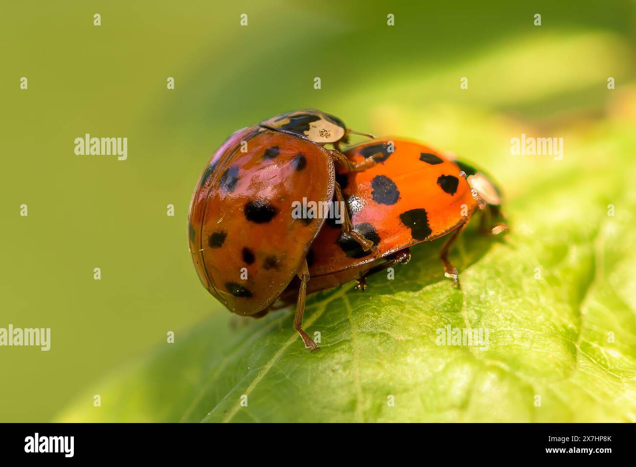 Polyphoaga hi-res stock photography and images - Alamy