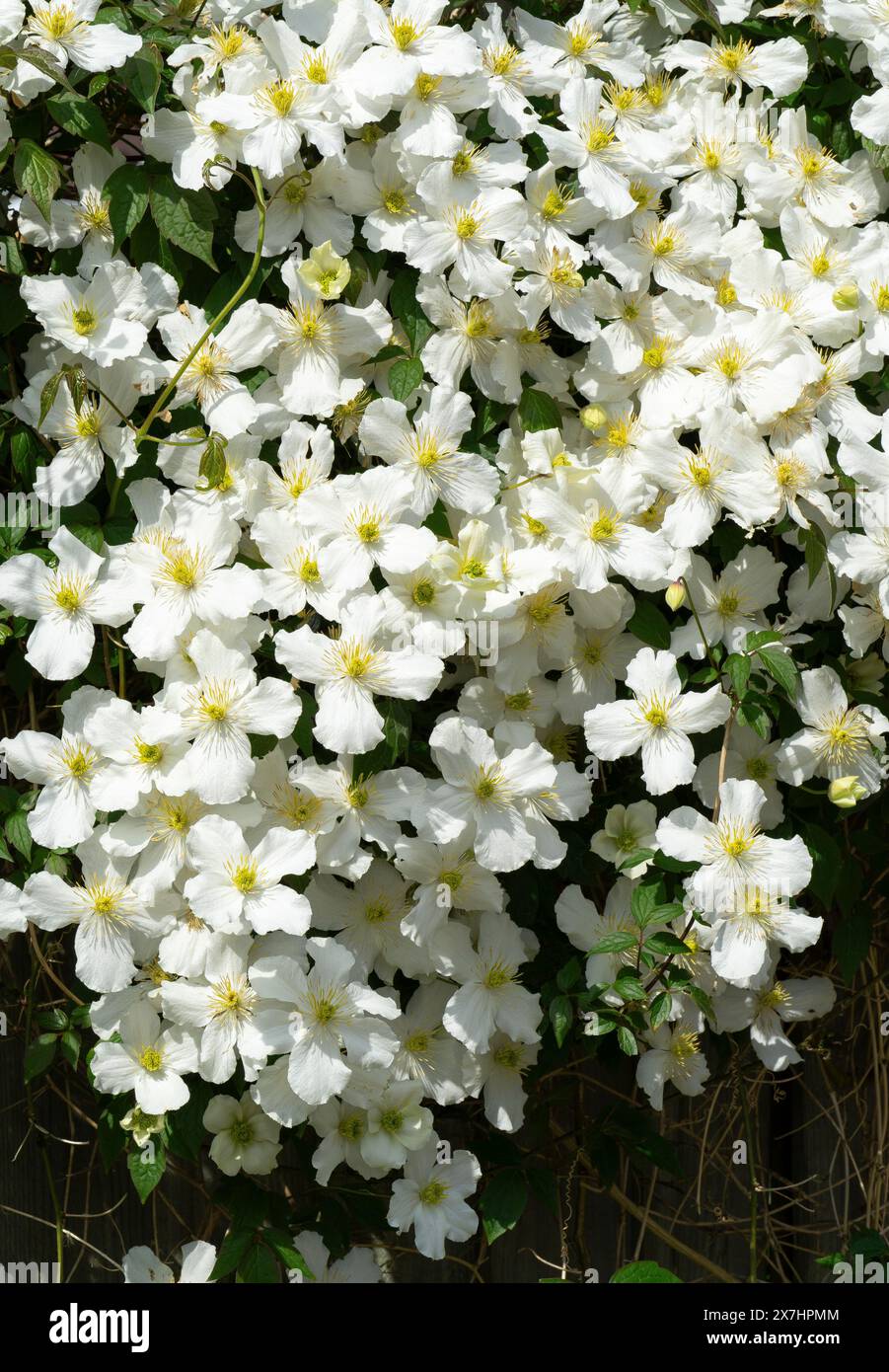 Clematis spooneri, Cherry Willingham, Lincoln, Lincolnshire, England ...