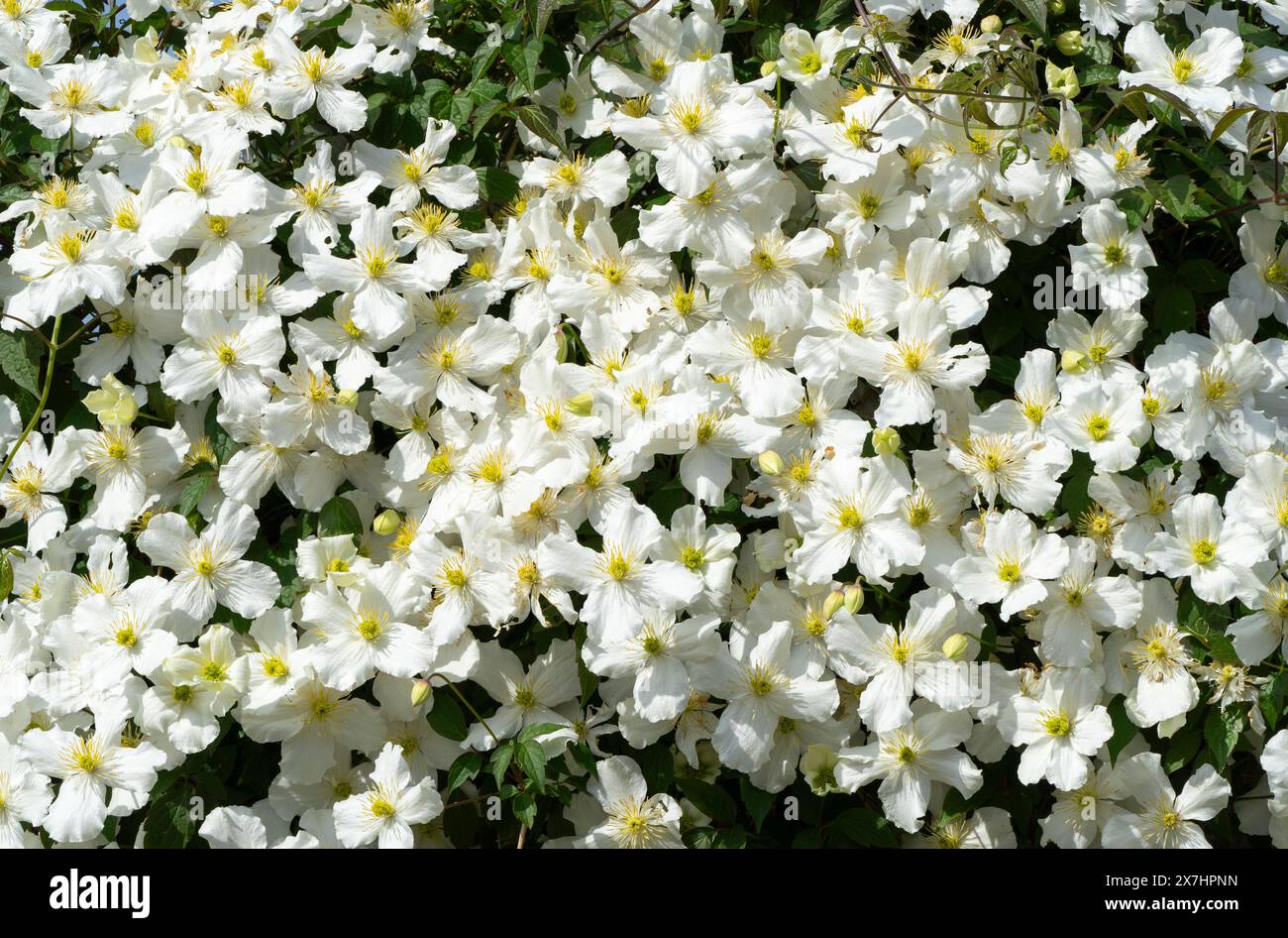 Clematis spooneri, Cherry Willingham, Lincoln, Lincolnshire, England ...