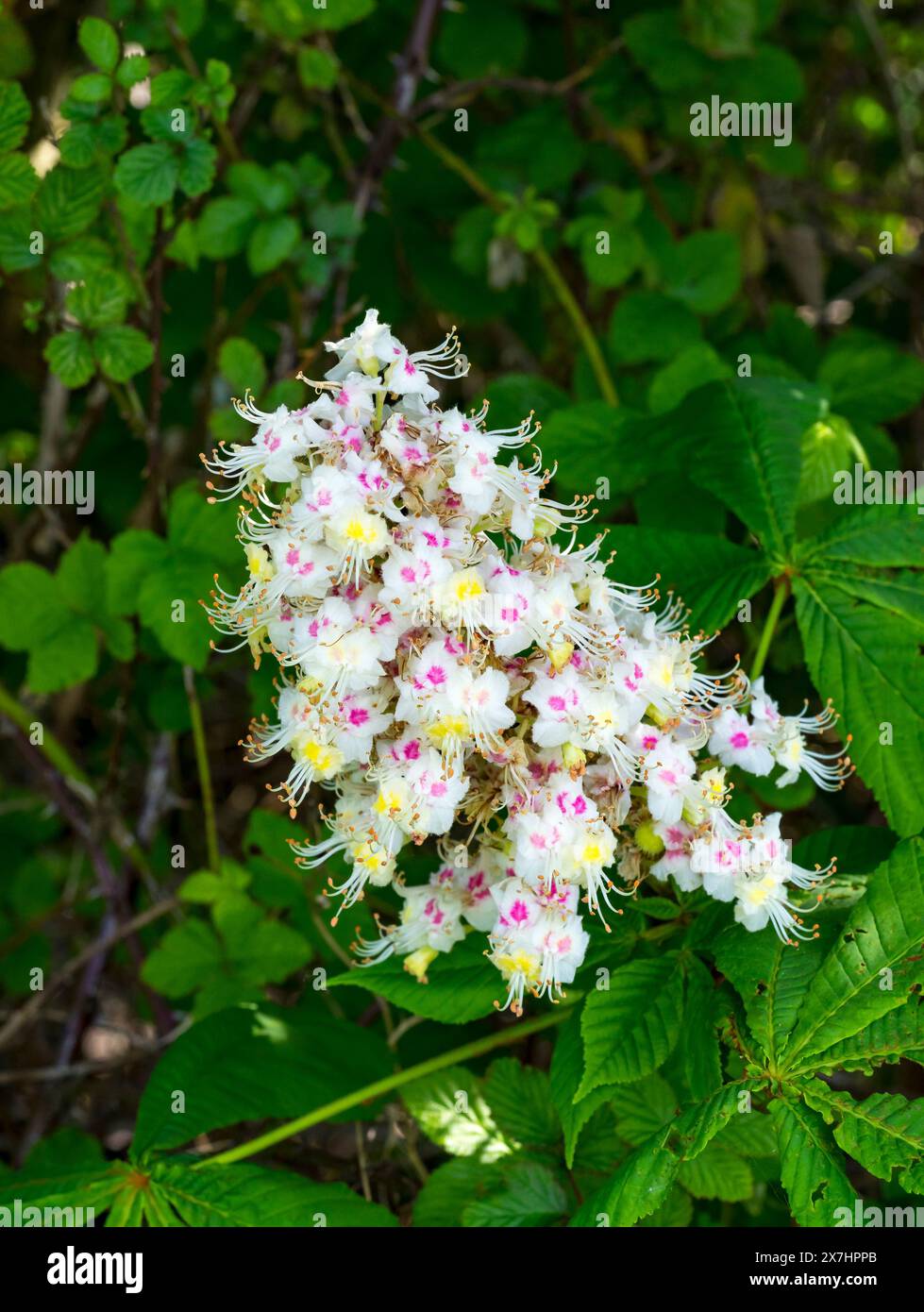 Horse Chestnut flower panicle, Cherry Willingham, Lincoln, Lincolnshire ...