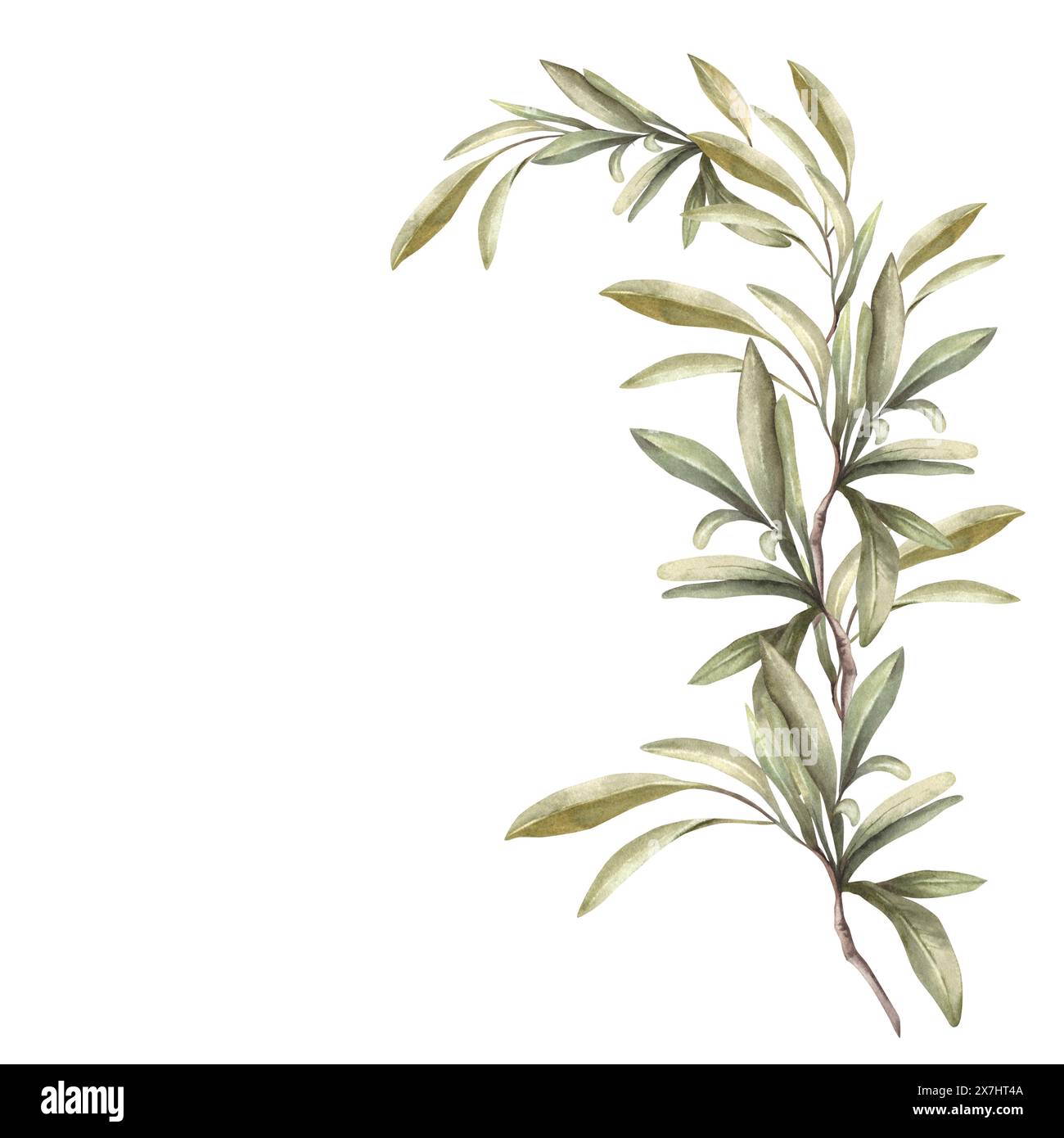 Long pointed leaves Cut Out Stock Images & Pictures - Alamy