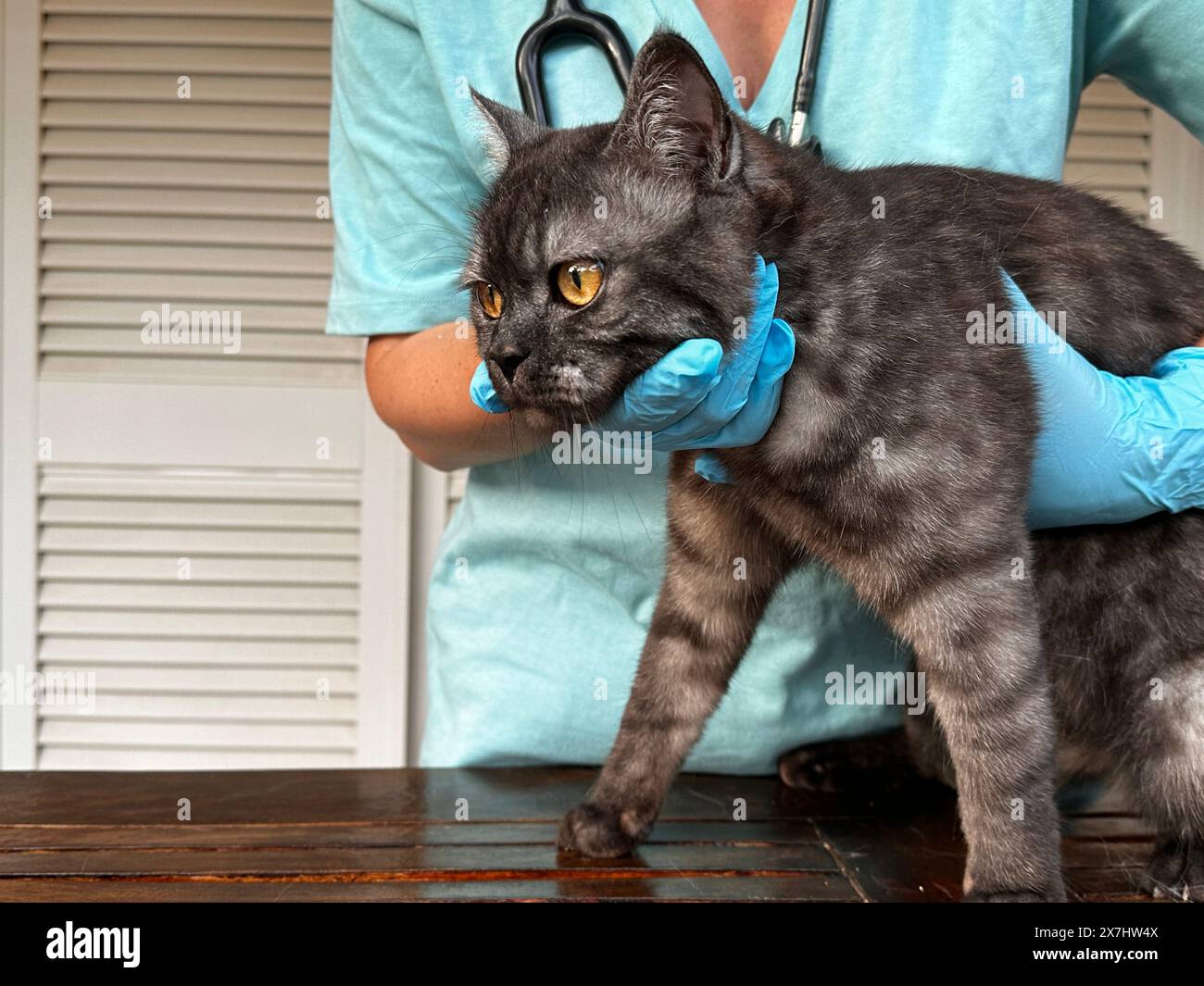 Woman veterinarian doctor holds sick cat close-up. Diagnostics of pets ...
