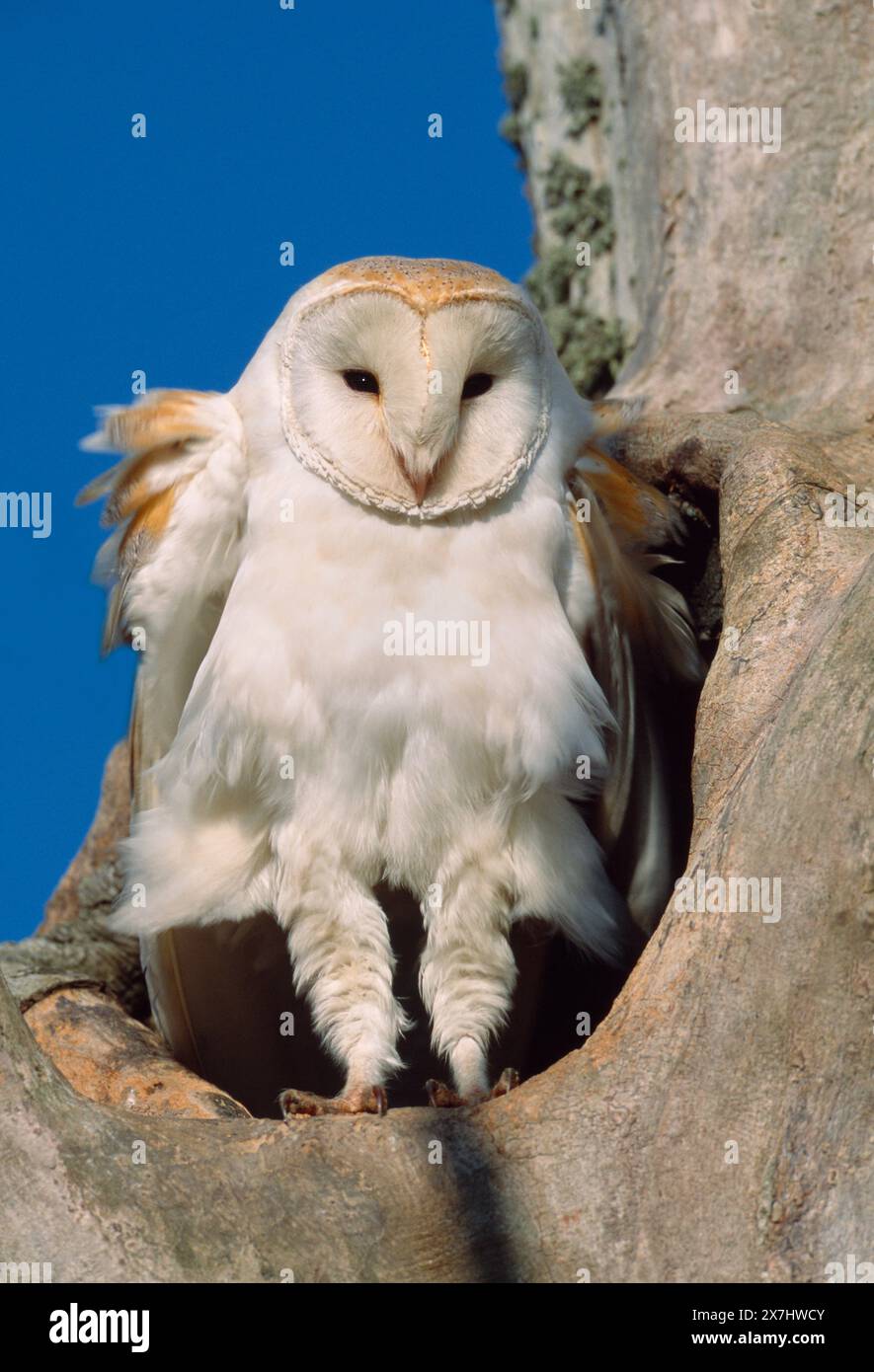 Barn Owl (Tyto alba) adult at entrance to nest cavity in hedgerow dead ...