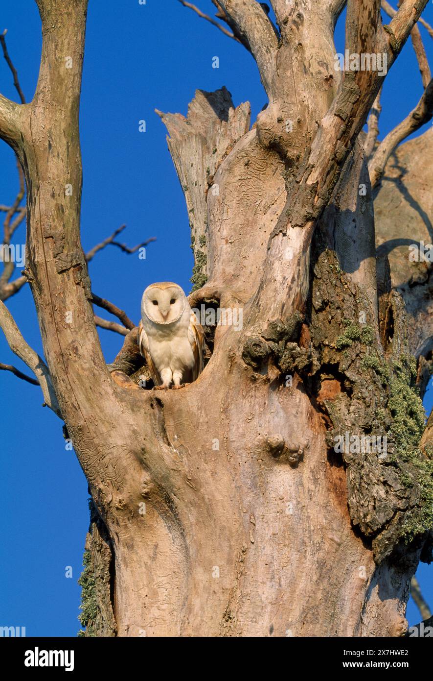 Barn Owl (Tyto alba) adult at entrance to nest cavity in hedgerow dead ...
