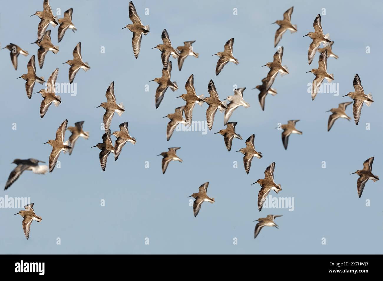 Dunlin (Calidris alpina) massed flock of birds in flight and disturbed ...