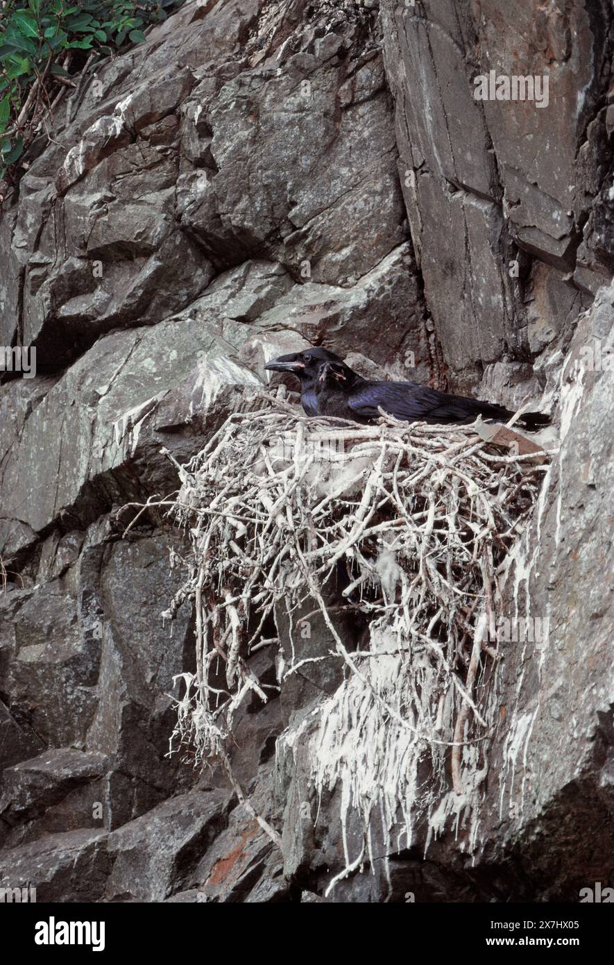 Raven (Corvus corax) long-established nest site with young very close ...
