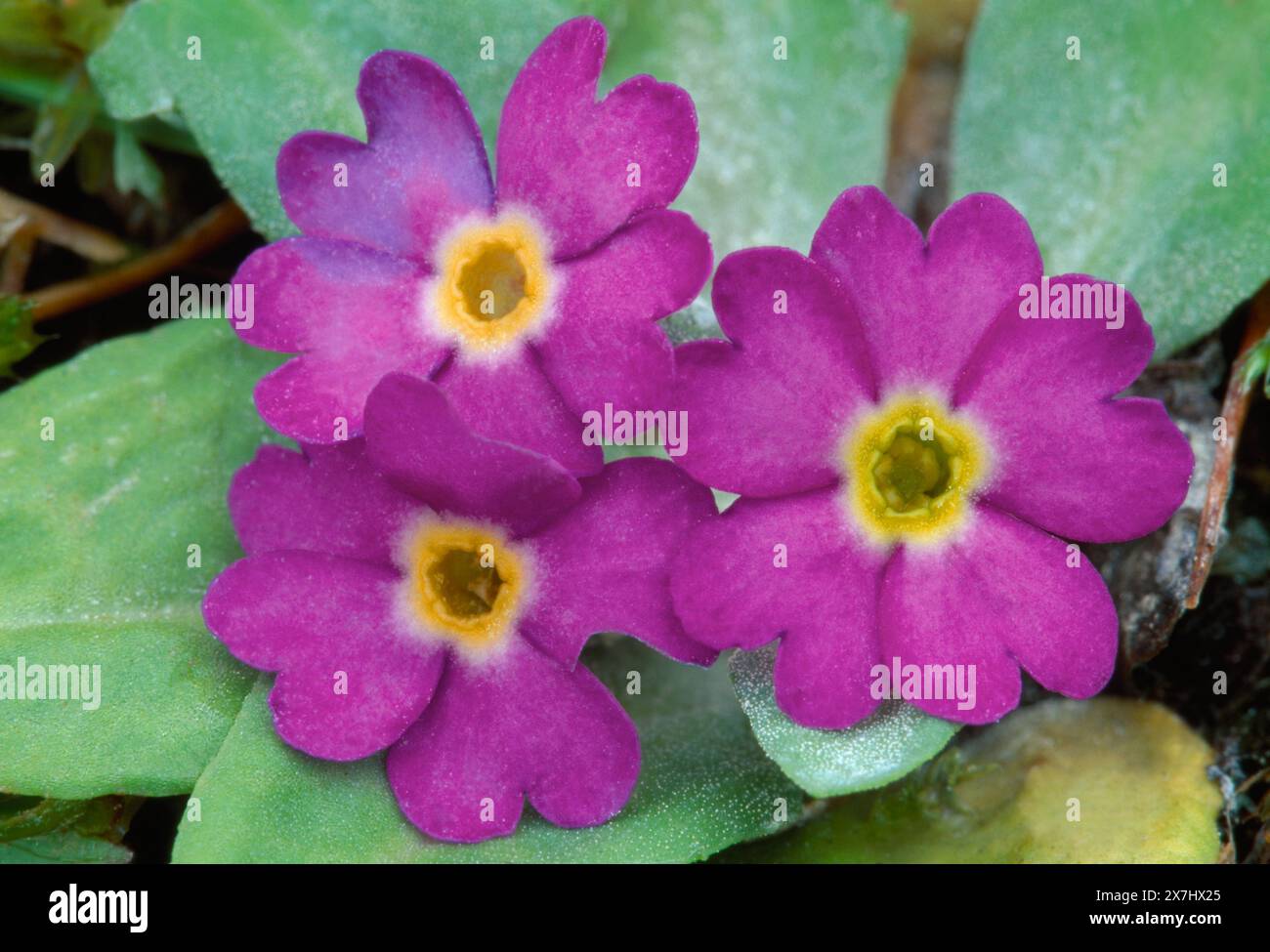 Scottish Primrose (Primula scotica) growing on coastal grasslands on ...