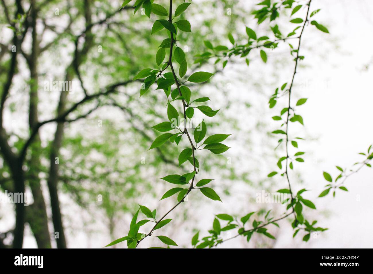 High branchy tree with green foliage in a spring garden, forest, park ...