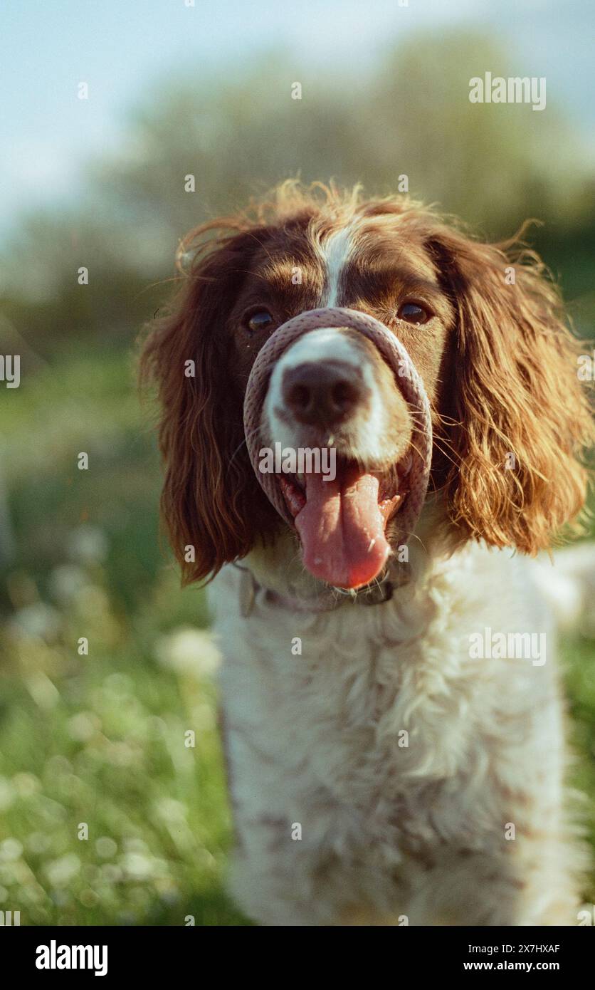 Liover and white hi-res stock photography and images - Alamy