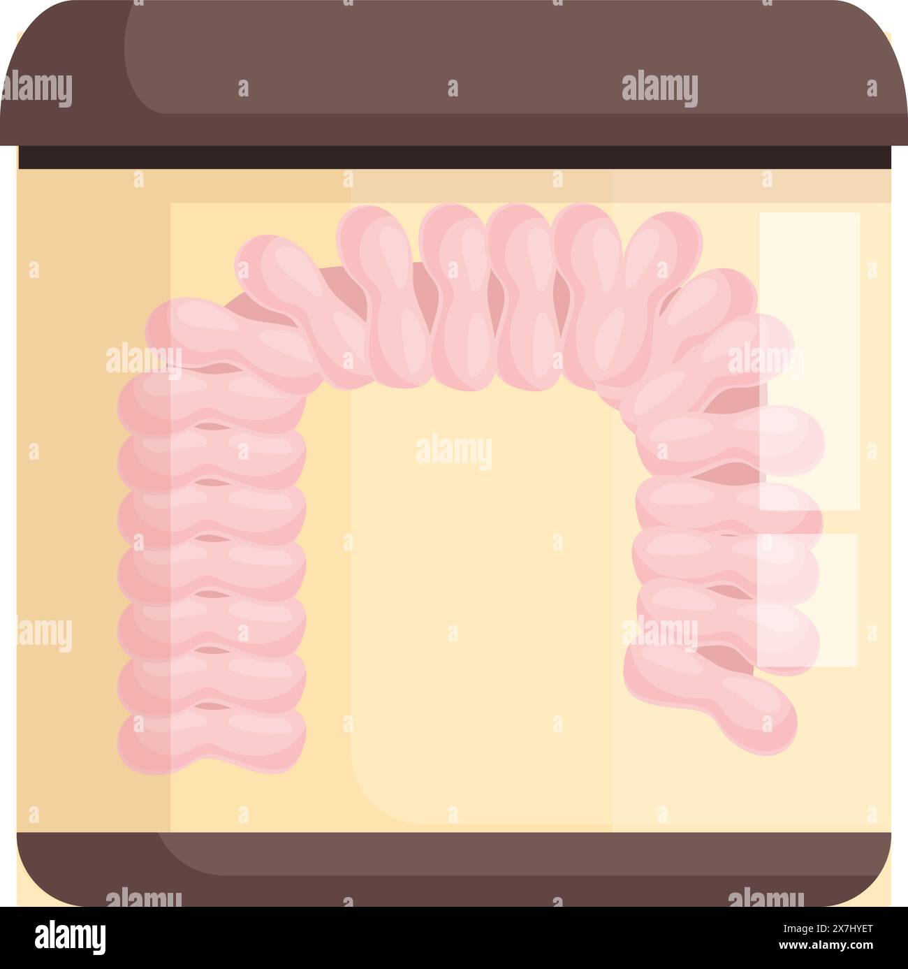 Detailed educational illustration of human intestine anatomy for ...