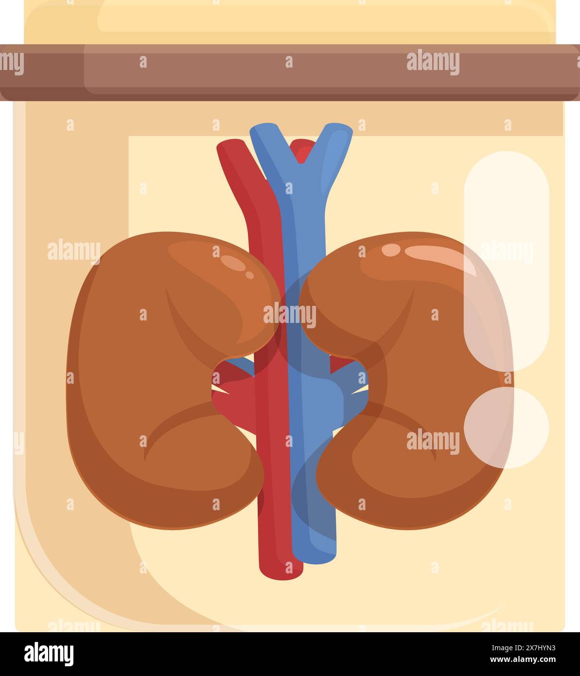 Human nephron hi-res stock photography and images - Alamy