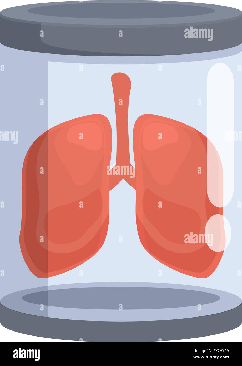 Illustrated concept of human lungs preserved in a transparent glass jar ...