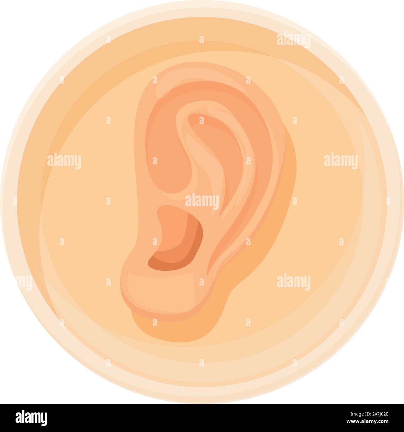 Detailed vector illustration of human ear anatomy and structure for ...