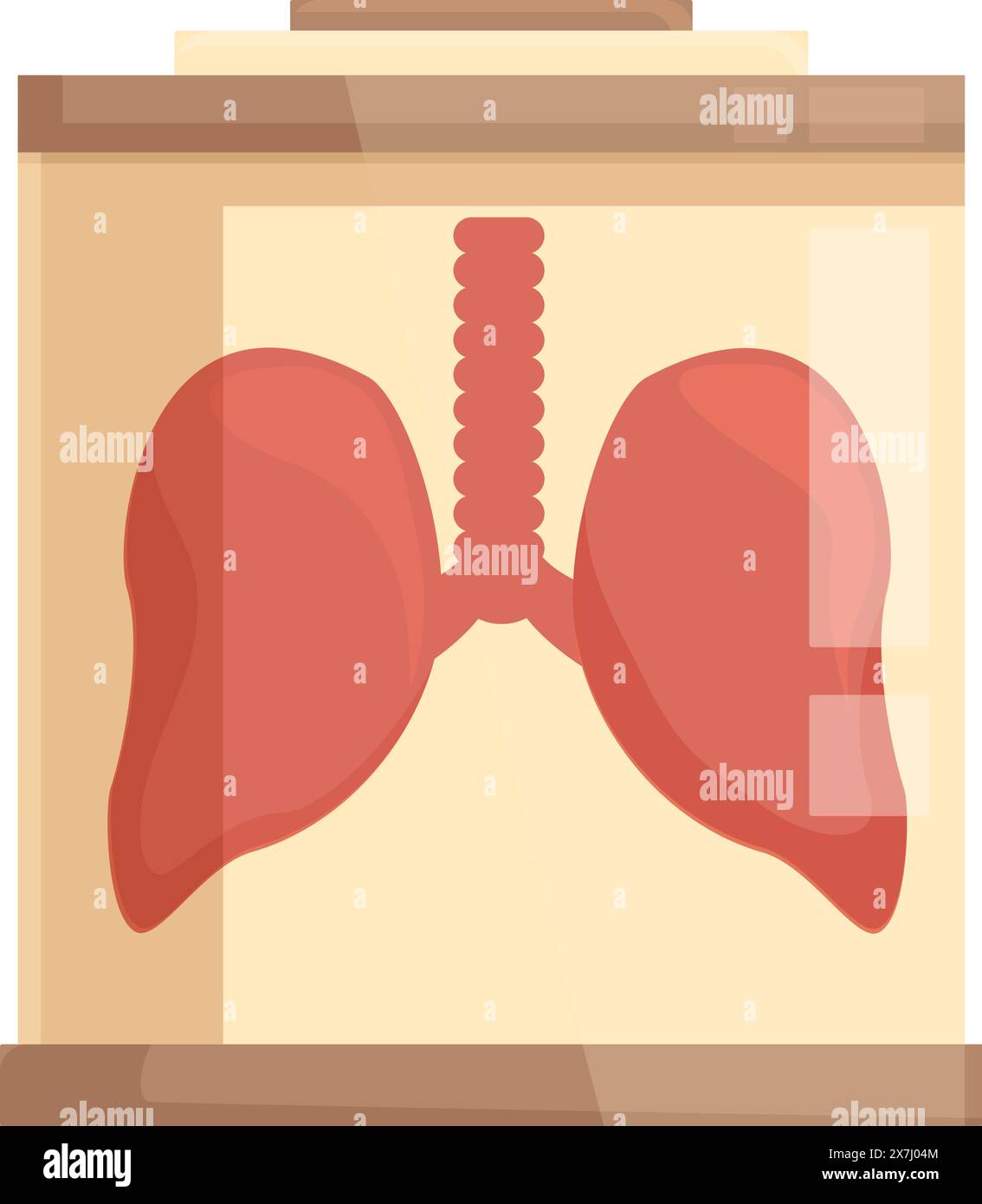 Detailed and informative human lungs anatomy illustration for ...