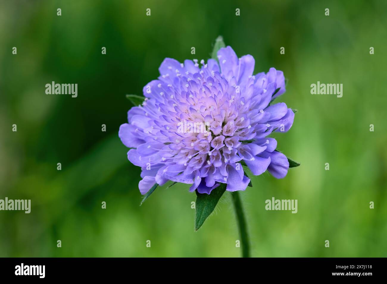 Blue purple flower of a Scabiosa - close-up in front of green bokeh ...