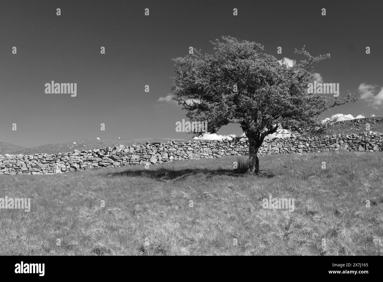Infrared Thorn Tree Stock Photo - Alamy