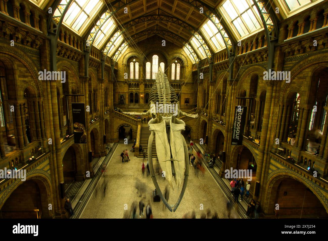 The majestic skeleton of a whale on display at the Natural History ...
