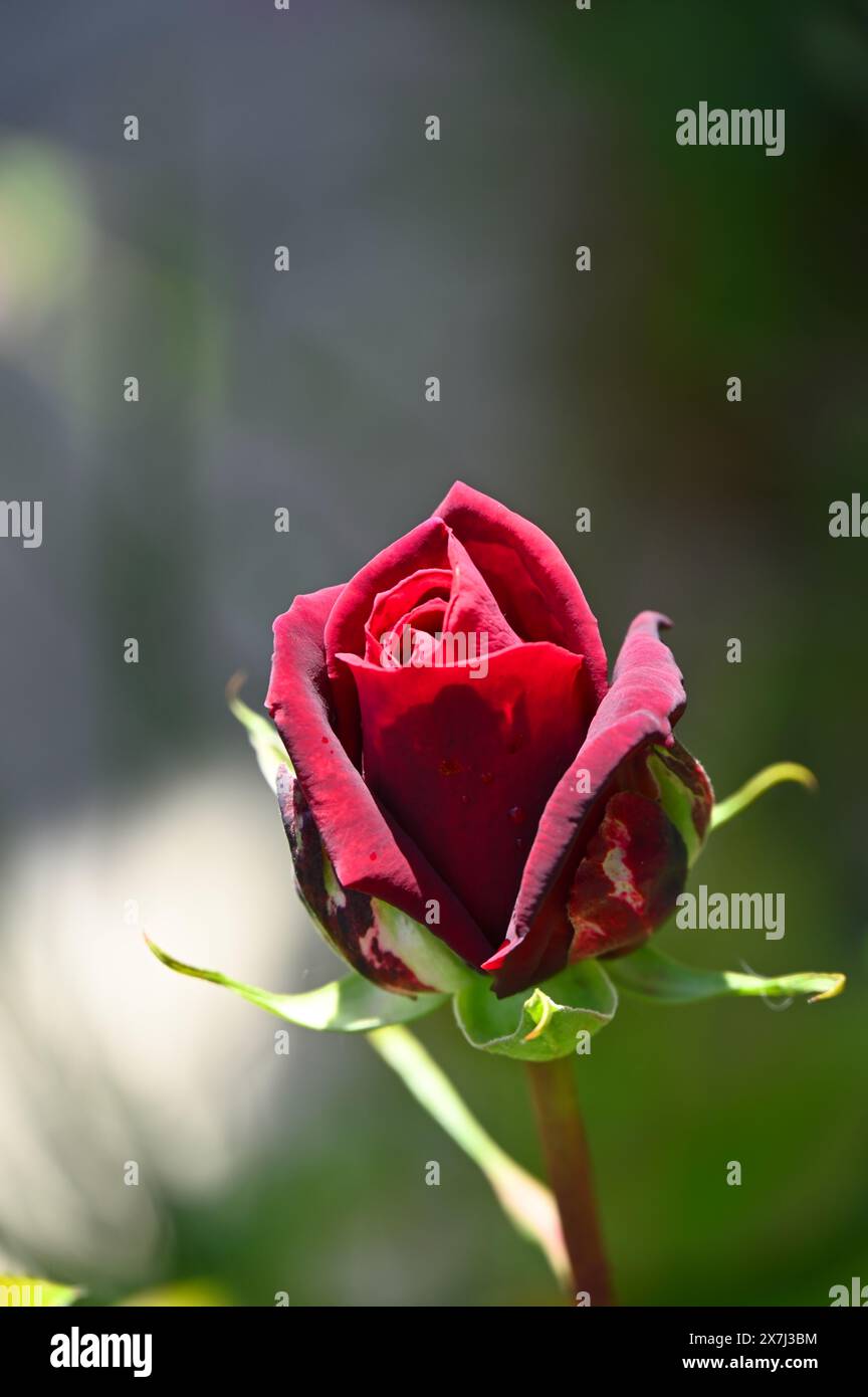 Deep velvety red hybrid tea rose bud in UK garden May Stock Photo - Alamy