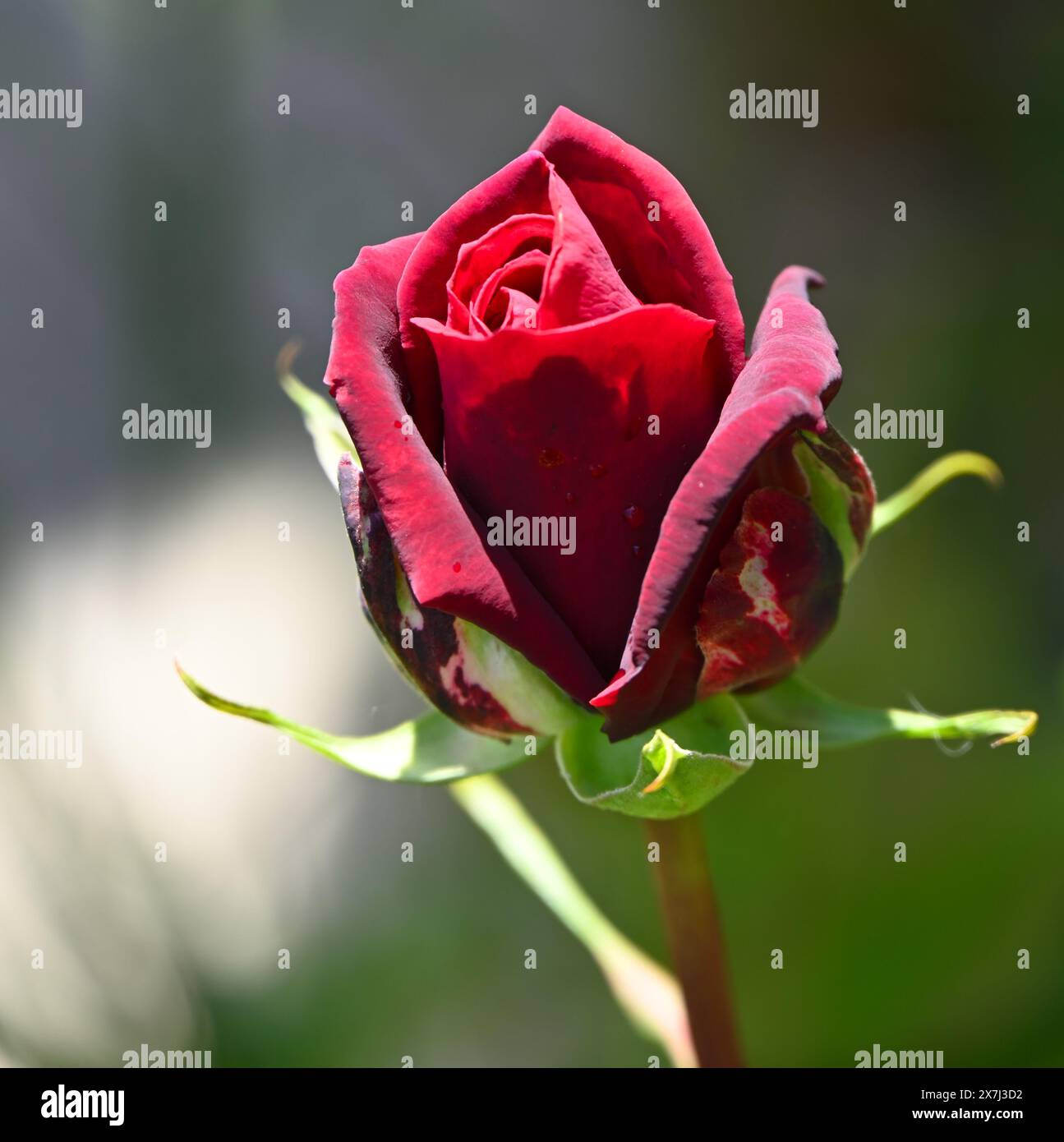 Deep velvety red hybrid tea rose bud in UK garden May Stock Photo - Alamy