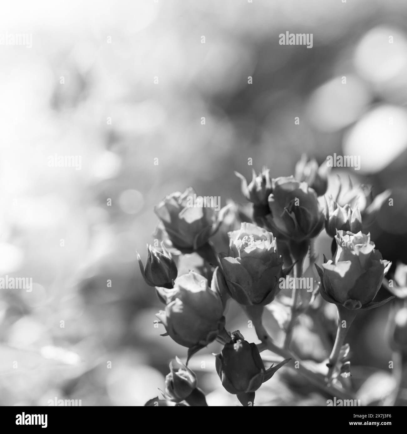 White blooming bush rose Black and White Stock Photos & Images - Alamy