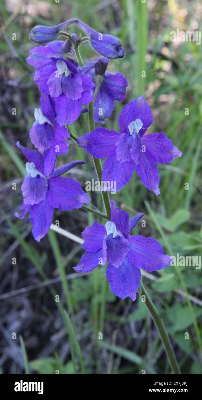 Little larkspur flower hi-res stock photography and images - Alamy