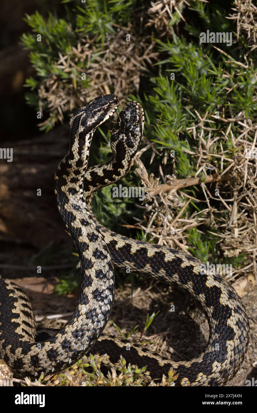 Dancing adders hi-res stock photography and images - Alamy