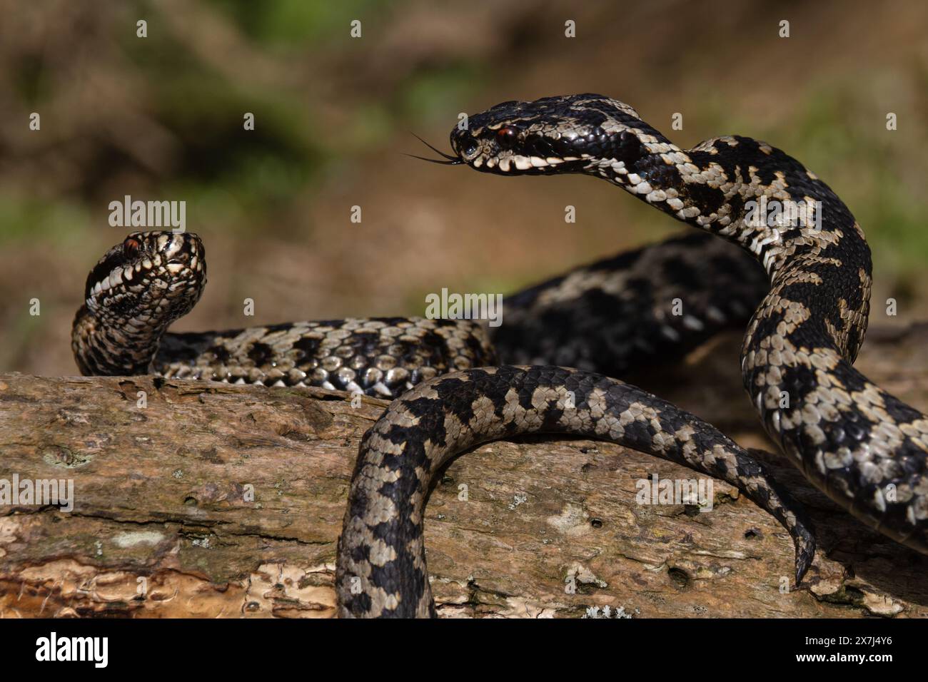 2024 Adder Logo