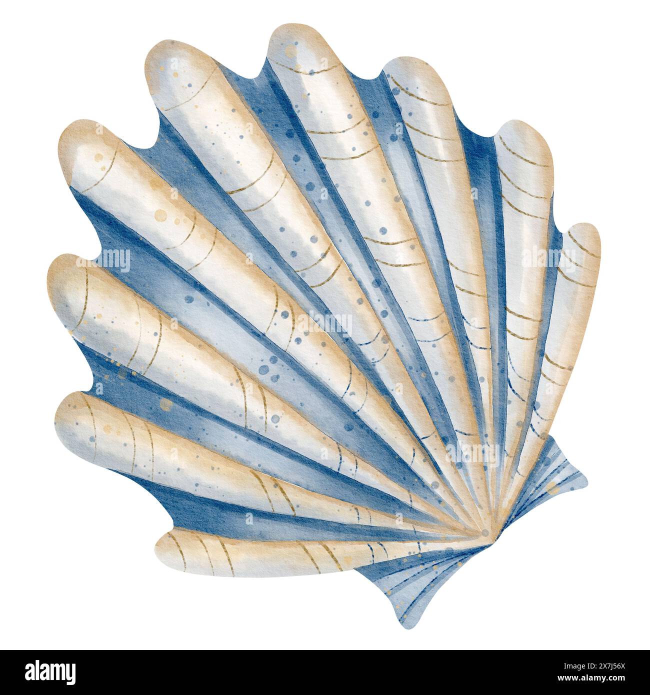 Seashell watercolor hi-res stock photography and images - Alamy