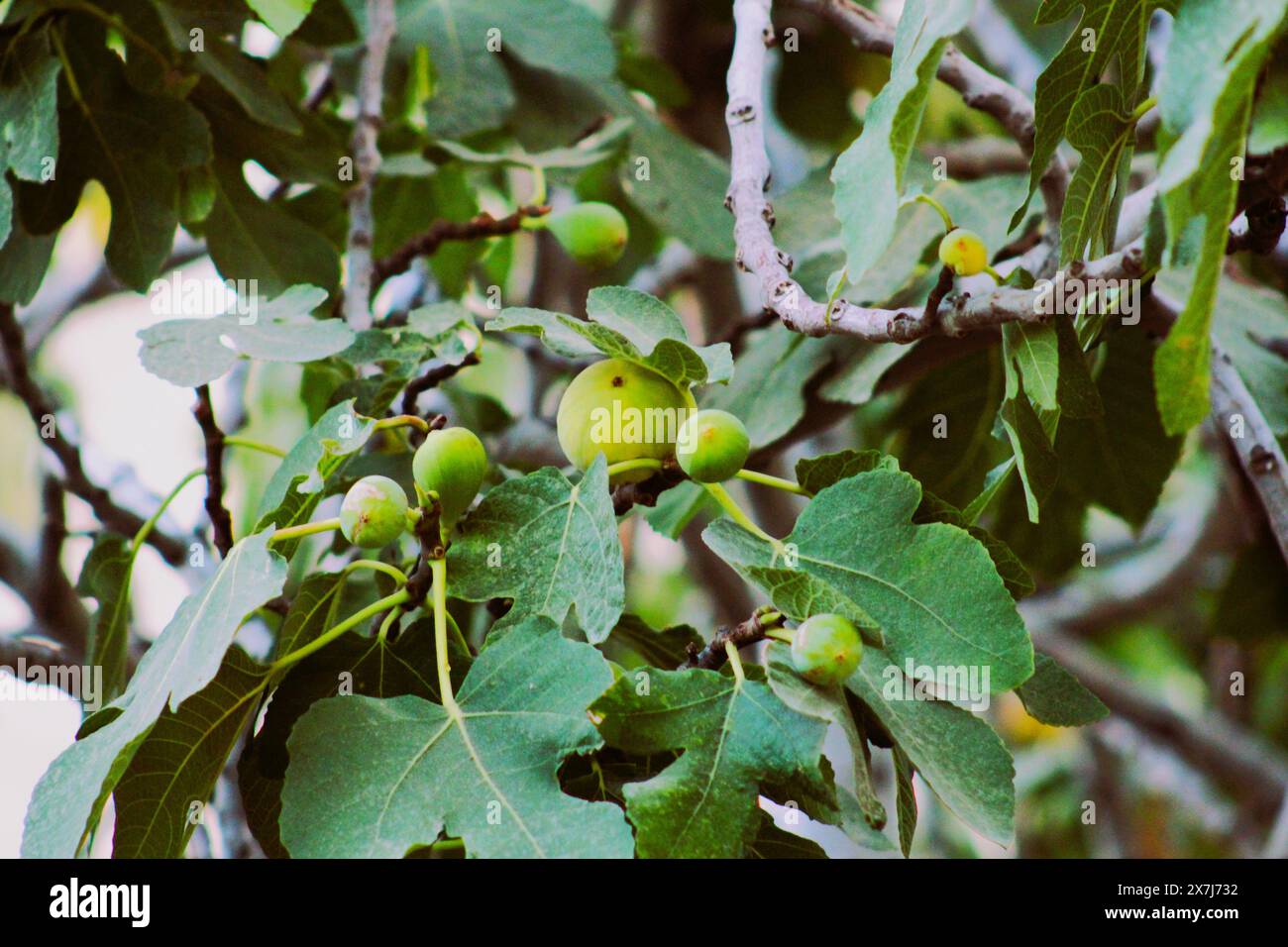 Fig tree (Ficus carica) in close view with its fruits, house garden ...