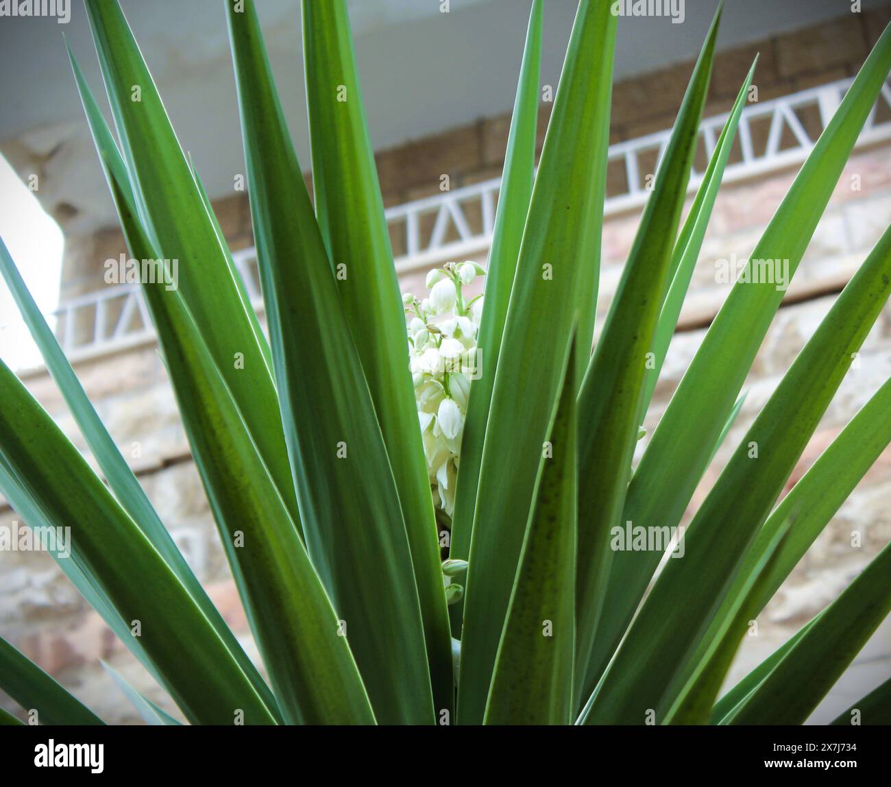 Yucca panicle white flowers. It is a genus of perennial shrubs and ...