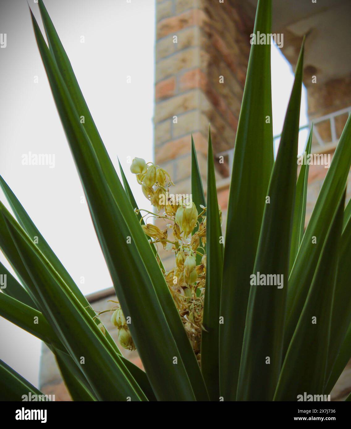 Yucca panicle white flowers. It is a genus of perennial shrubs and ...