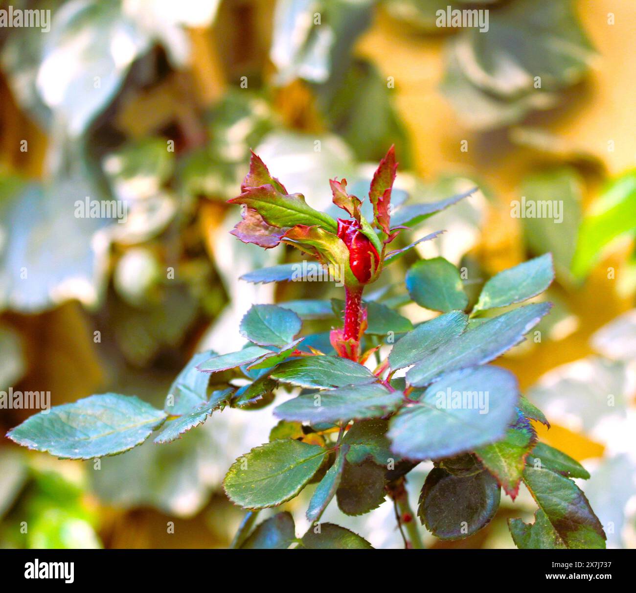 Red rose bud in garden hi-res stock photography and images - Alamy