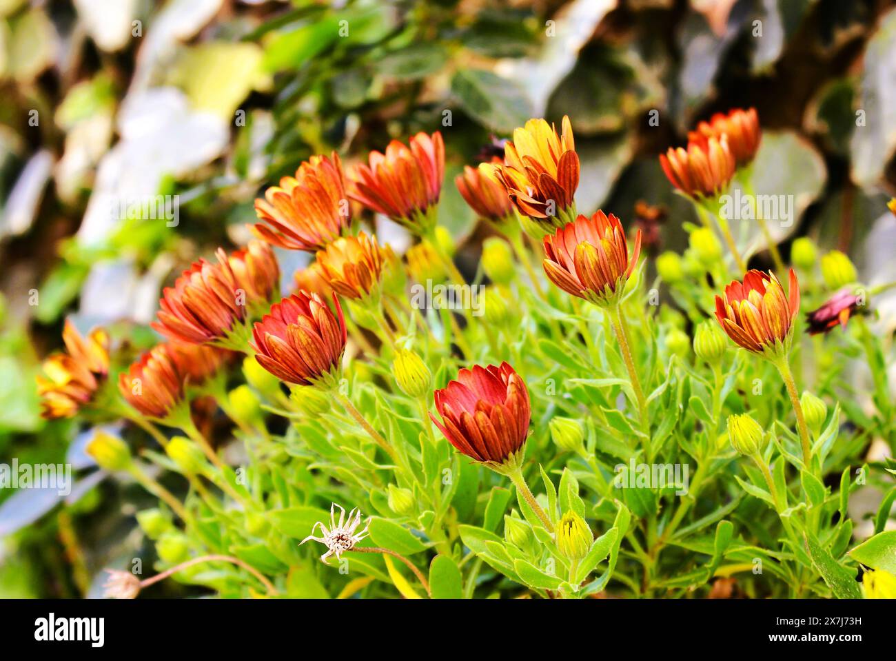 Asteraceae family hi-res stock photography and images - Alamy